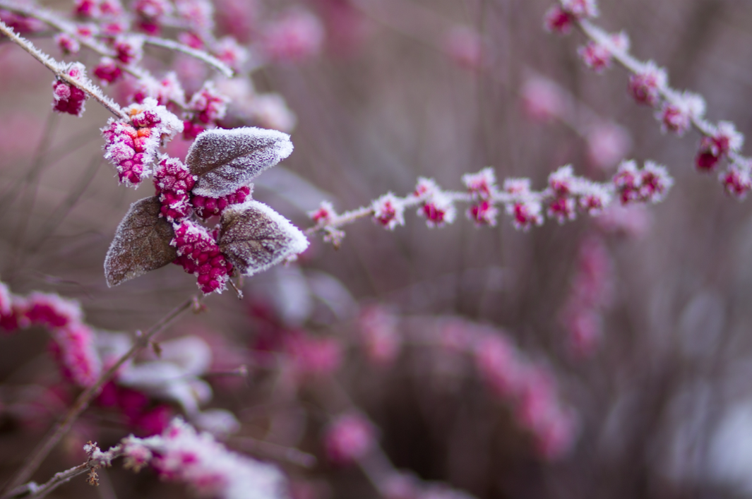 Winter Landscape Design Ideas